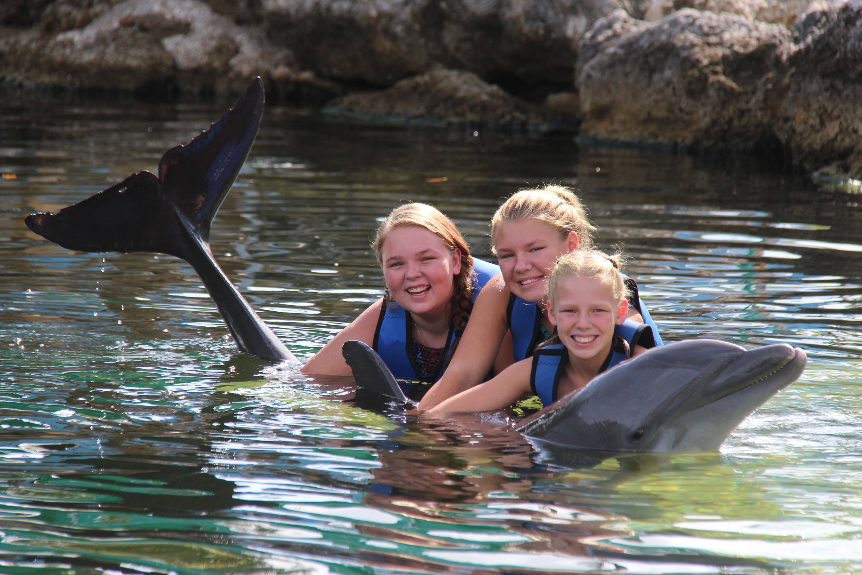 Premier Family Dolphin Experience | Dolphins Plus
