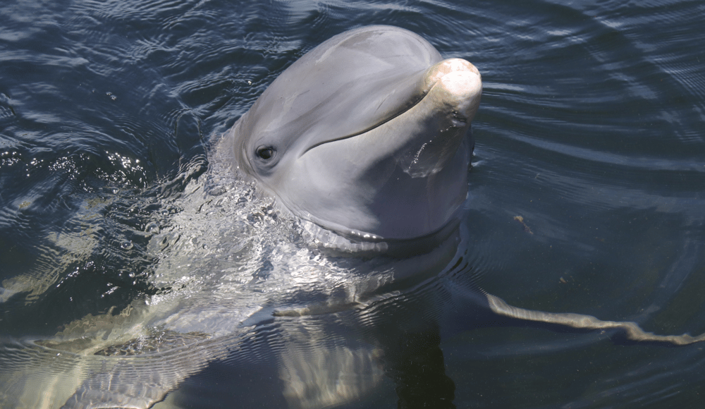DOLPHIN FACTS: EVERYTHING YOU NEED TO KNOW