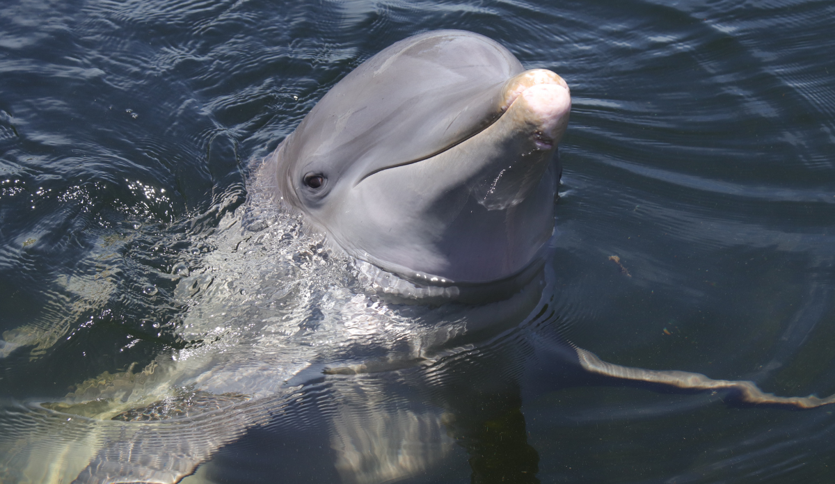 DOLPHIN FACTS: EVERYTHING YOU NEED TO KNOW
