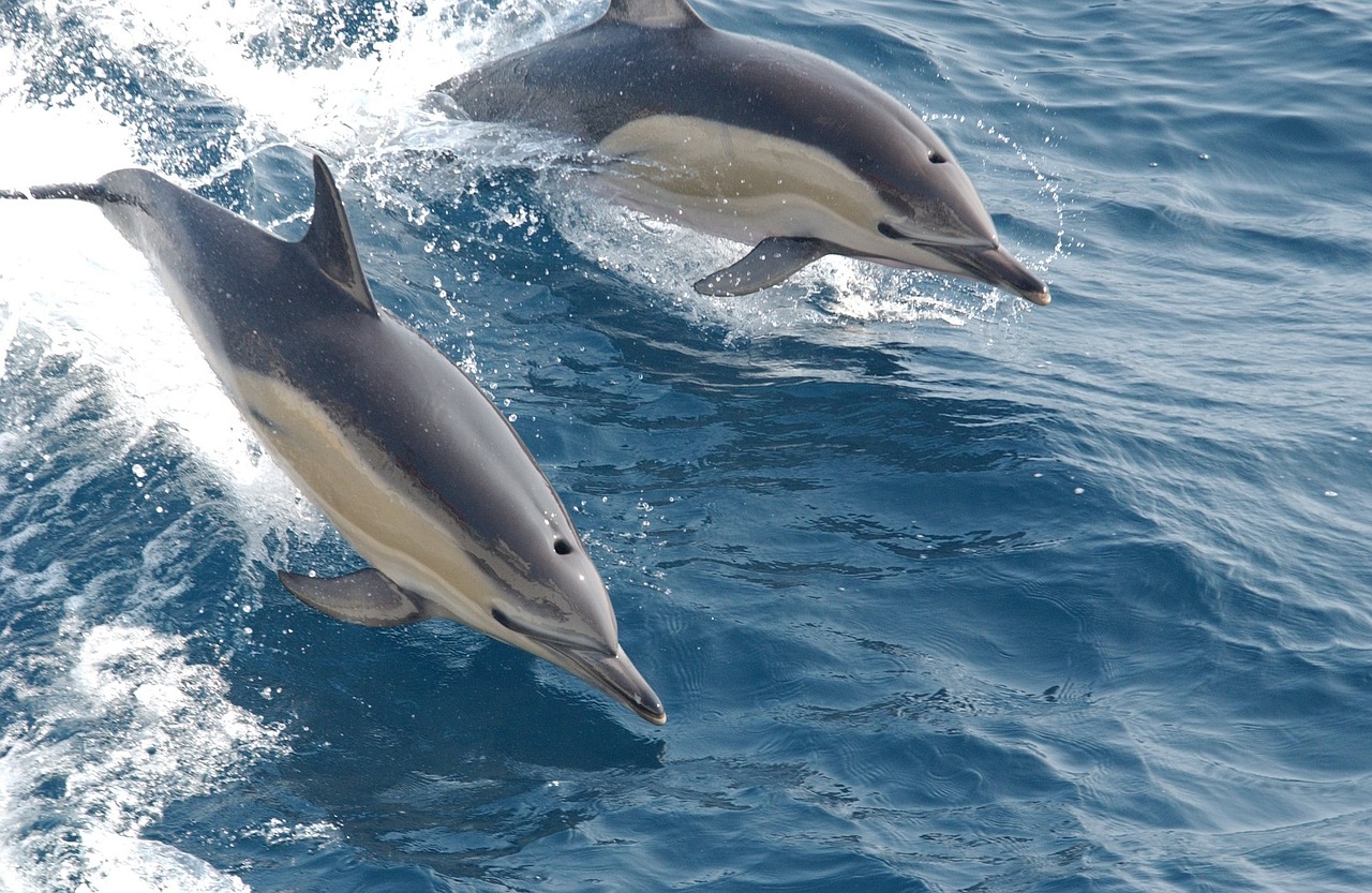 An Exclusive Look Into Dolphin Habitats
