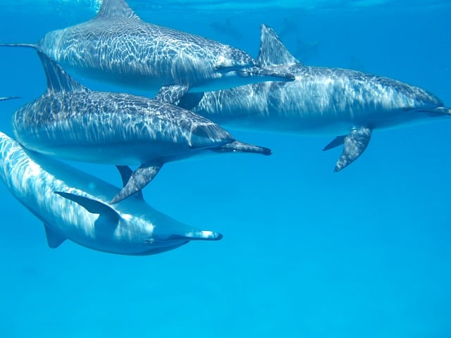 Quick Guide: Everything You Should Know About How Dolphins Mate