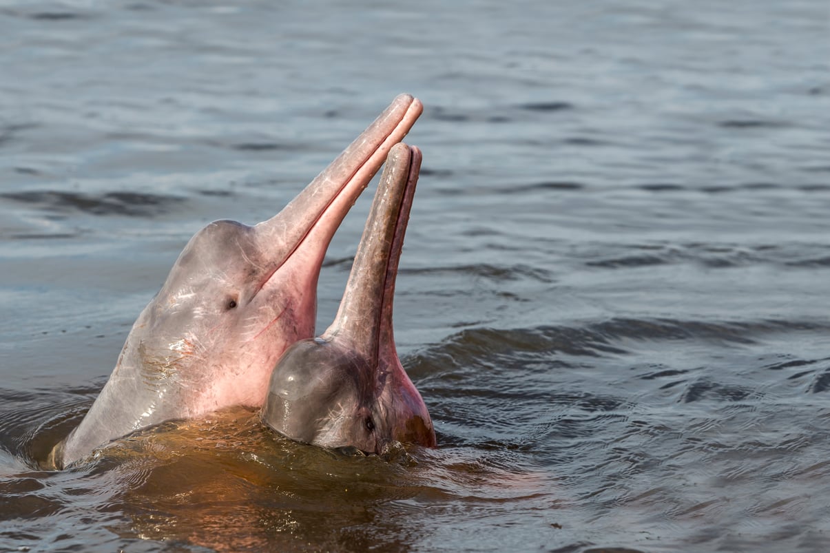 The Pink River Dolphin Crisis in Brazil and What You Can Do