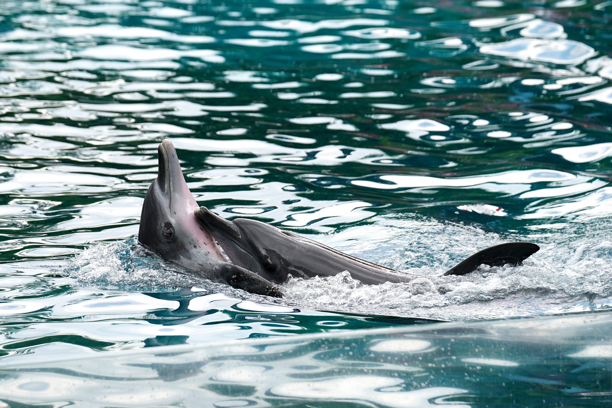 Quick Guide: Everything You Should Know About How Dolphins Mate