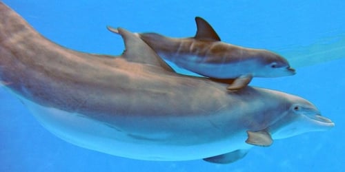 DOLPHIN FACTS: EVERYTHING YOU NEED TO KNOW
