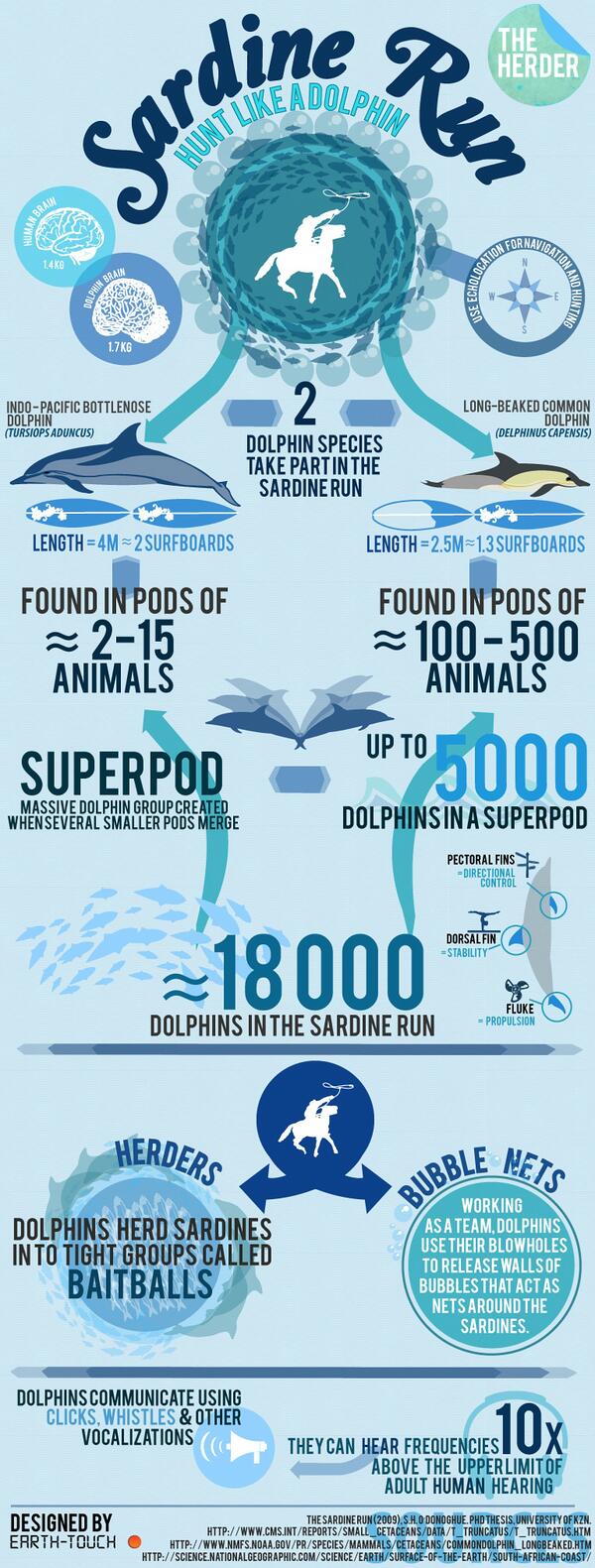 DOLPHIN FACTS: EVERYTHING YOU NEED TO KNOW