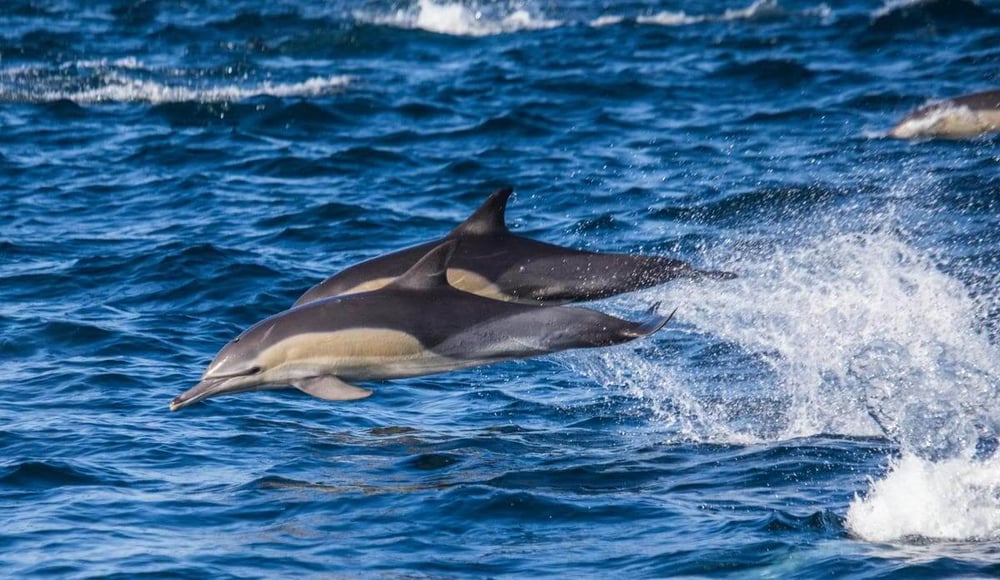 DOLPHIN FACTS: EVERYTHING YOU NEED TO KNOW