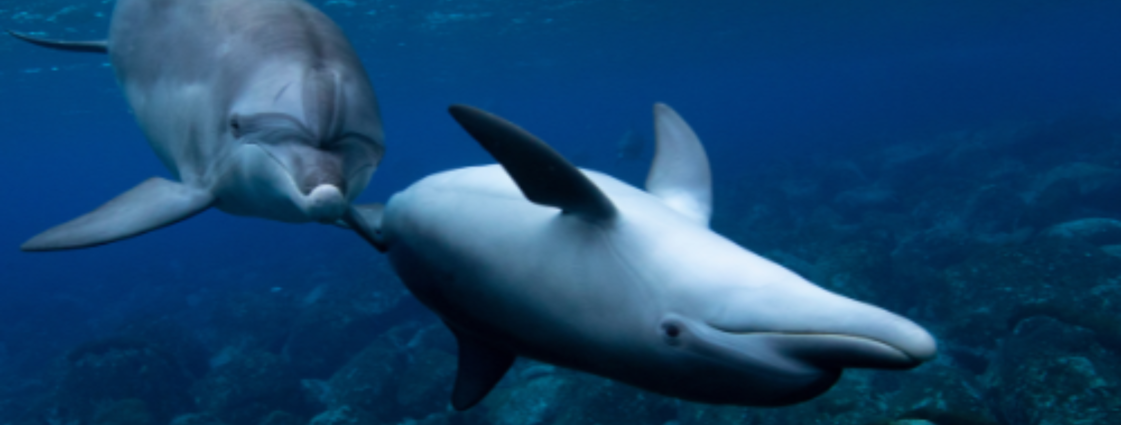 How Climate Change Impacts Marine Mammals