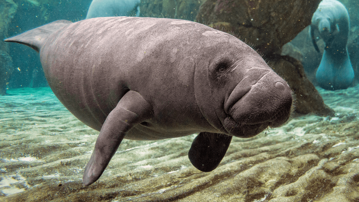 The Florida Manatee: Florida's Fascinating State Marine Mammal