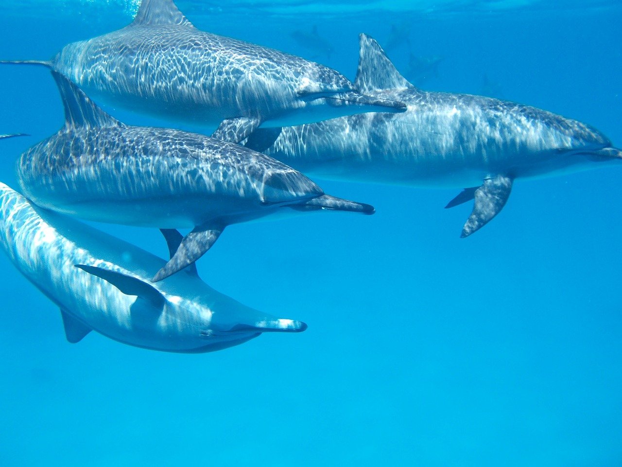 DOLPHIN FACTS: EVERYTHING YOU NEED TO KNOW